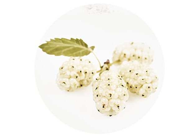 collectie reine blanche | L'OCCITANE NL